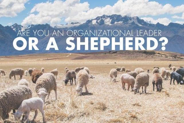 Are You an Organizational Leader or a Shepherd? (10 Easy Ways to Tell)