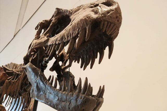 Do Christians Believe in Evolution? Navigating the Evolution Debate ...