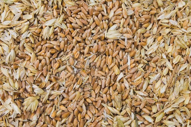 The Biblical Metaphor of Separating Wheat and Chaff