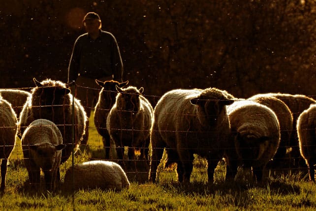 Top Characteristics of a Good Shepherd